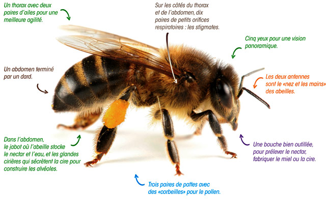 Anatomie des abeilles :: AcommeAbeille